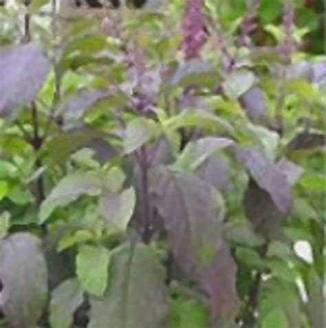 Red Leaf Holy Basil Red Leaf Holy Basil Seeds Reimer Seeds