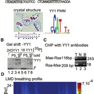 PDF DNA Breathing Dynamics Distinguish Binding From Nonbinding Consensus Sites For