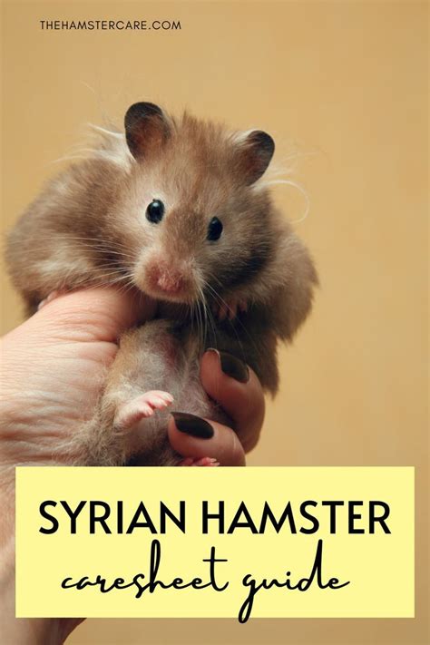 Syrian Hamster Care Guide Hamster Care Syrian Hamster Hamster