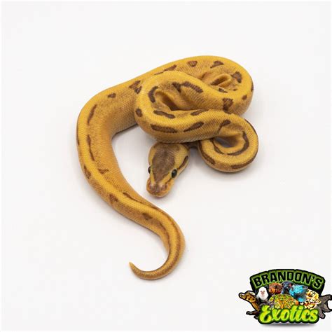 Nuclear Pinstripe Ball Python