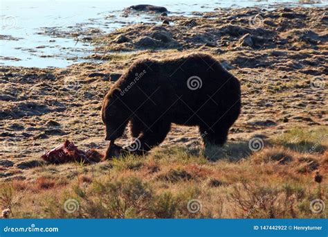 Early Morning View Of Male Grizzly Bear Eating Elk Fawn Carcass Stolen From Wolves In