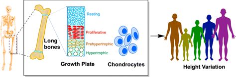 Growth Plates In Bones And Height Variation The Growth Plate Is A