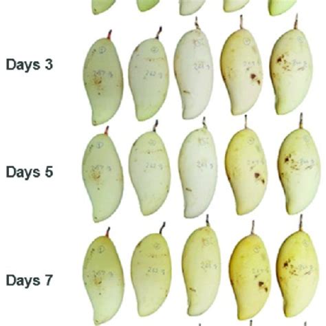 Pdf Automatic Classification Of The Ripeness Stage Of Mango Fruit Using Machine A Learning