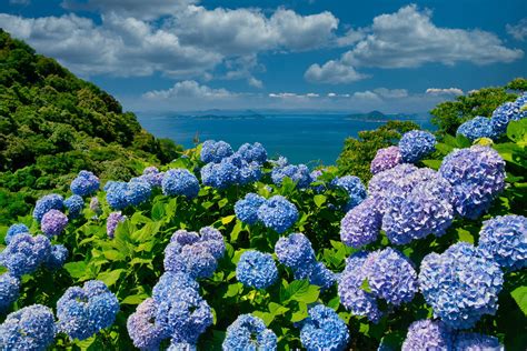 Blue Flower Desktop Wallpaper Best Flower Site