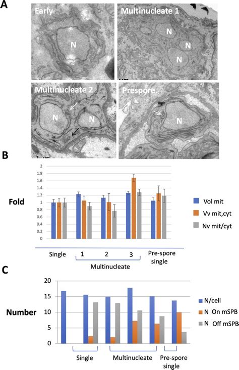 Biogenesis Inheritance And 3d Ultrastructure Of The Microsporidian