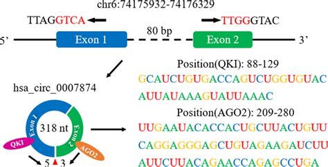Binding Positions Of Ago2 And Qki On Hsacirc0007874 Download Scientific Diagram