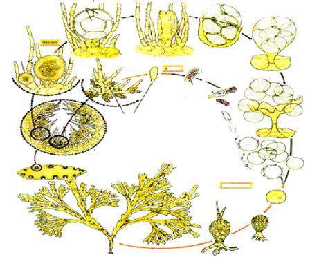 Phaeophyceae Life Cycles 2 Quiz