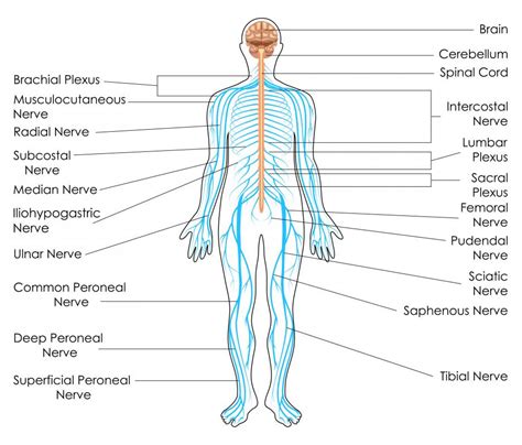 Diagram Rib Nerve Diagram Mydiagramonline