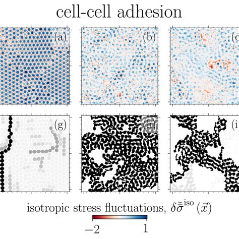 Percolation Of Isotropic Stress Within The Cell Layer The Fluctuations