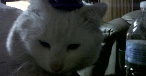 My Friend Elected Her Cat As Mayor What Boredom Can Do To You Imgur