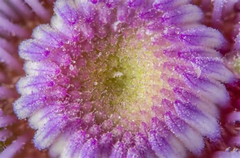 Premium Photo Purple Pollination Background Wallpaper