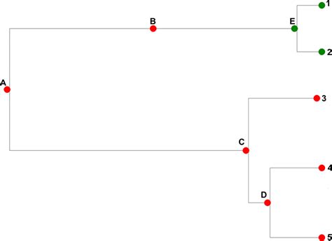 A Bifurcating Phylogenetic Tree Simulated Using Our Simulation