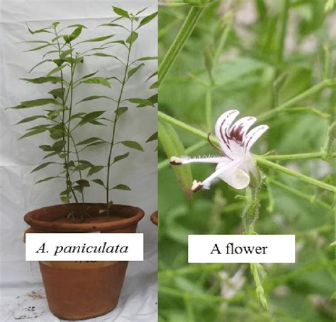 Showing Habit Of A Paniculata Growing In Pot And Enlarged Single Flower Download Scientific