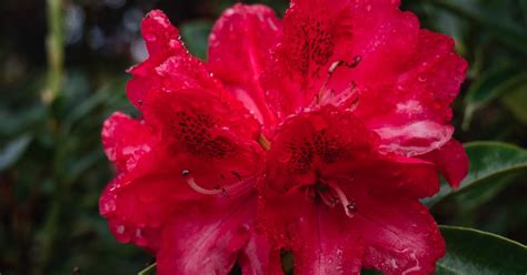 Buransh Ka Phool Fayde Chutney Juice Uttarakhand