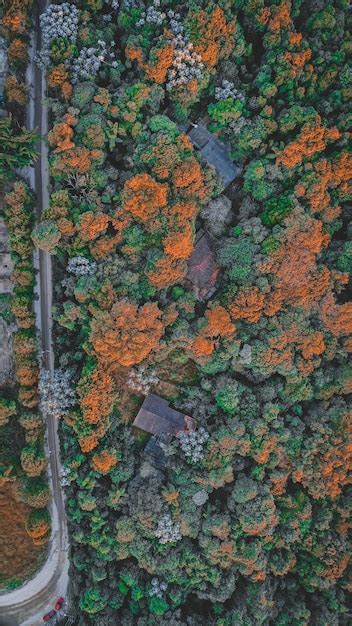 Premium Photo Aerial Photography Of Trees Photo