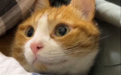 雷雨天在男朋友家 养猫的奶茶栗子 养猫的奶茶栗子 哔哩哔哩视频