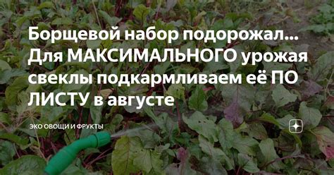 Борщевой набор подорожал… Для МАКСИМАЛЬНОГО урожая свеклы подкармливаем