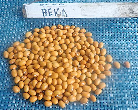 Beka Golden Brown Bean Heritage Potatoes Canada
