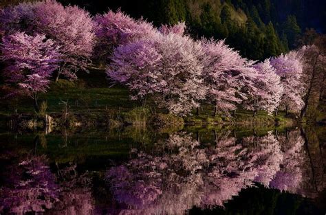 Somei Yoshino And Yamazakura Cherry Blosssoms Tree Garden Plants
