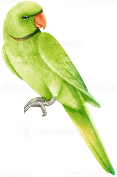 Loro Png Para Descargar Gratis