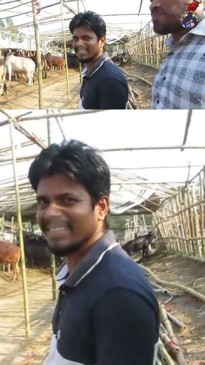 কোরবানির জন্য ১ লাখ ৩০ এর মধ্যে গরু Cattlemarket কোরবানীর গরু Shahiwalcow Youtube