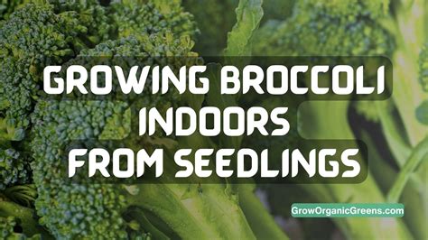 Grow Broccoli Indoors From Seed The Ultimate Guide For New Successful Gardeners