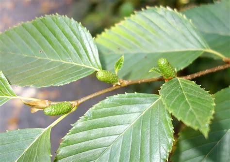 Alnus Firma Deciduous Tree Asian Alder Firma Alder Japanese Green