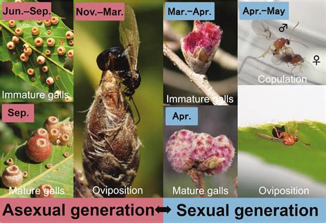 The Heterogonic Life Cycles Of Oak Gall Wasps Need To Be Closed A