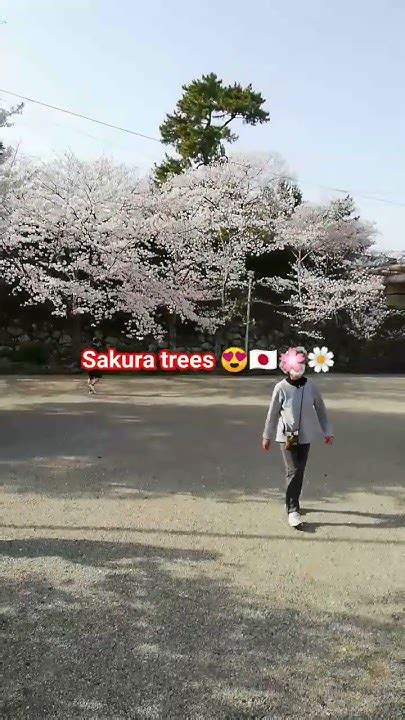 Sakura Trees Japanjapan Visitjapan Naturejapan Shortvideo