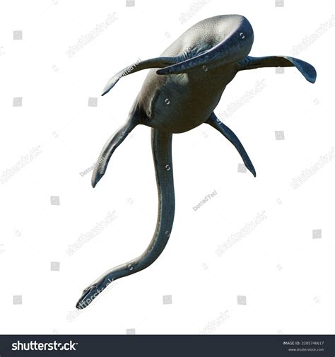 Elasmosaurus Genus Plesiosaur Late Cretaceous Period Stock Illustration