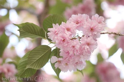 八重桜（ヤエザクラ）｜花の写真・花言葉 みみみんブログ