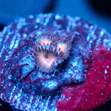 Jc Peach Bellini Zoanthid Jersey Corals