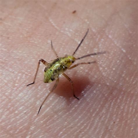 Id For A Tiny Bug Lygus Bugguide Net