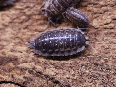Other Sp Isopod Media F98c72