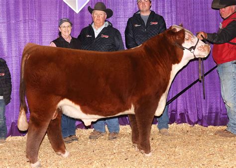 Gkb Conair K102 Et Gkb Cattle Herefords Angus Brangus And Brahman