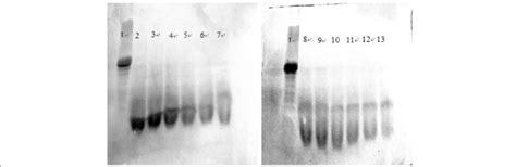 Sds Page Pattern Of Casein Hydrolysates 1 Casein 2 13 Hydrolysate