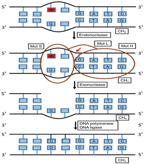Mismatch Repair Mmr Pathway The Schematic Diagram Summarizes The