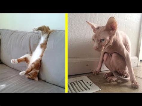 Orange Cats Vs Naked Cats Which Cats Are Funnier Super Funny Cat