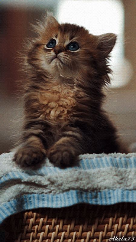 Kitten 