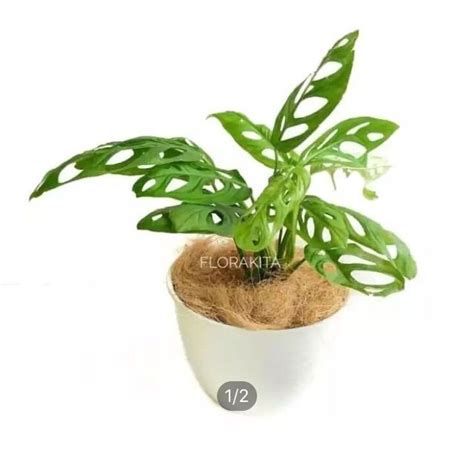Tanaman Hias Monstera Adansonii Tanaman Janda Bolong Lazada Indonesia