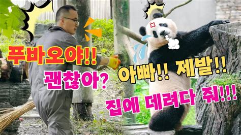 세상에💥 푸바오 땡볕에 서서 우는 😭😭💦 부랴부랴 달려가 푸바오를 위로하는 쉬샹 아빠 😭😭💦 Youtube