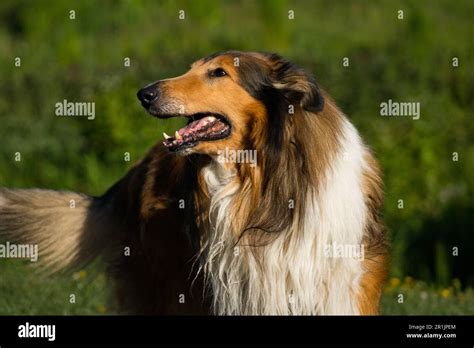 Scottish Shepherd On A Walk In The Park 14 05 2023 Bialystok Poland