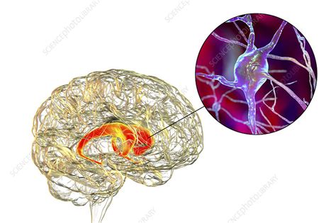 Brain Nuclei