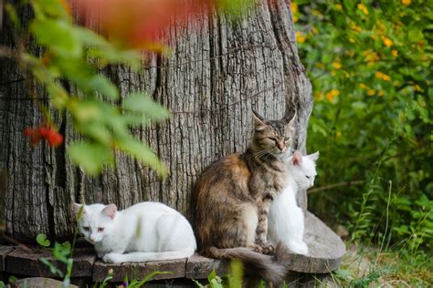 Rollige Katze Fortpflanzung Und Paarungsverhalten Tierfritzde