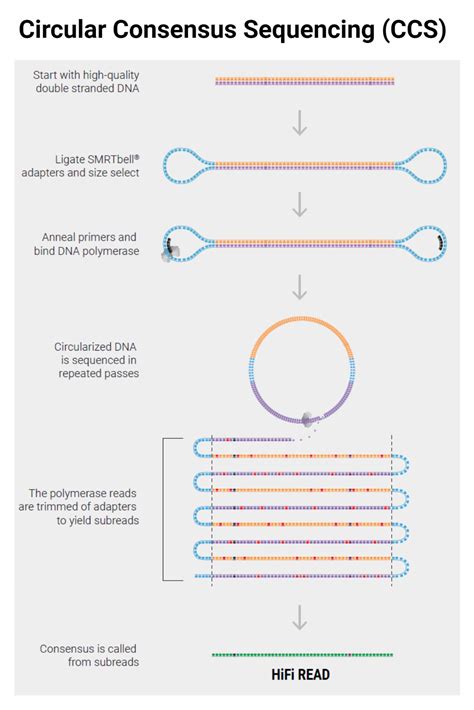 Pacbio Sequencing Principle Steps Types Uses Diagram