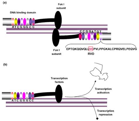 Transcription Activator Like Effector Tale Mediated Regulation Of