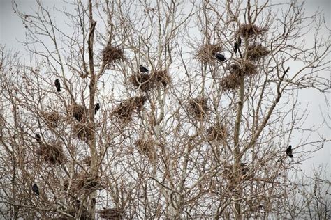 Where Do Crows Nest Explained [2022]