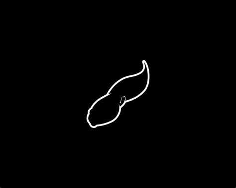Tadpole Vector Silhouette 21623303 Vector Art At Vecteezy