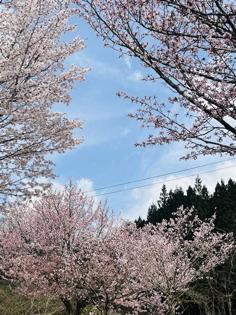 未央 On Twitter 山形県西川町の旅⑤ 偶然見つけた桜並木🌸 シャキメン と立ち寄ると 目の前に絶景が広がり、思わず シャ