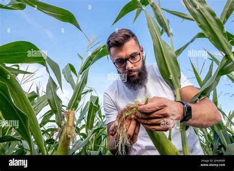 Farmer Or Agronomist Standing In Corn Field Inspecting The Cobs And